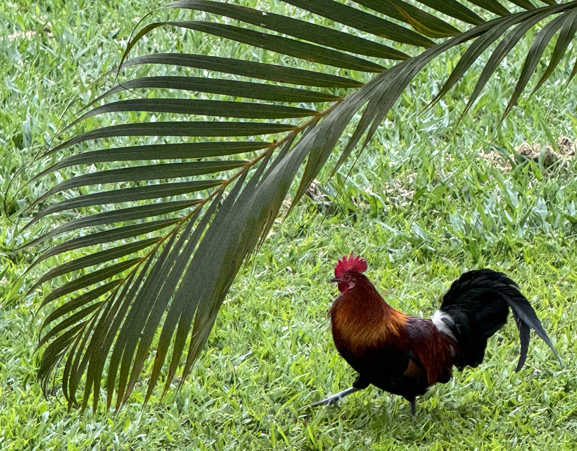 Aloha Chicken – Isle of misfits